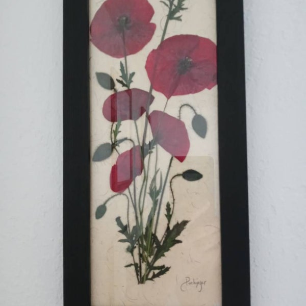 Red Poppies Pressed Flower Art Signed ORIGINAL Home Decor Poppy Home ...