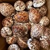 Extra Large Umbilicate Baler Melo Shell 13'" Exact Shown - Etsy