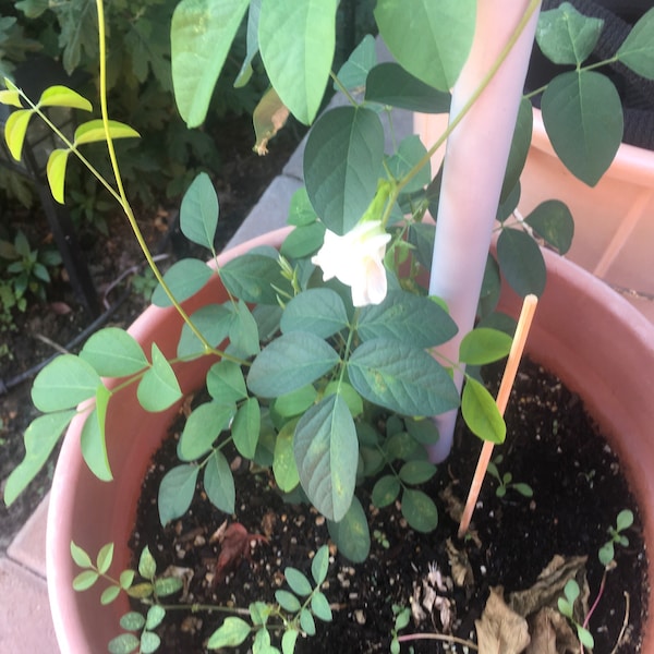 Semillas Pipian Criollo Salvadoreño- Green Striped Cushaw Seeds - Etsy