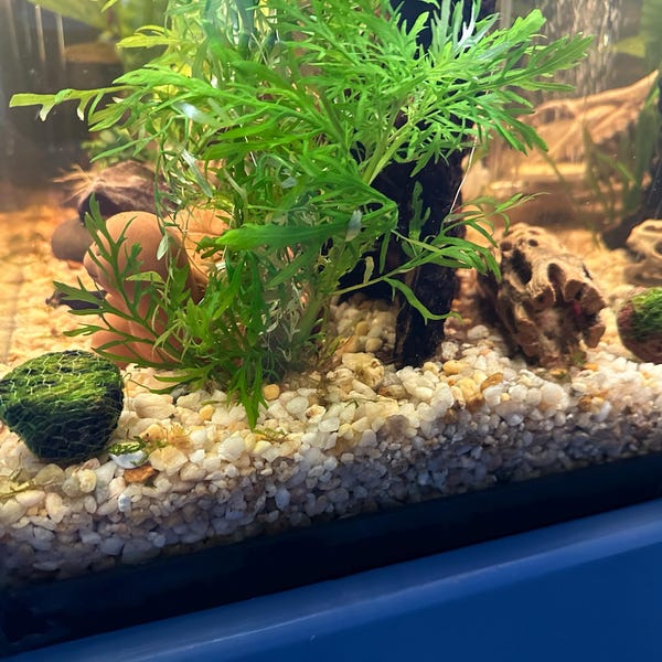 Black Lava Rock for Aquariums Aquascape Terrarium Bonsai Decor Moss ...