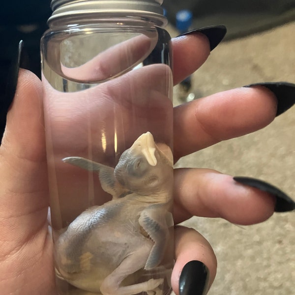 Small Oddities Mystery Box - Etsy