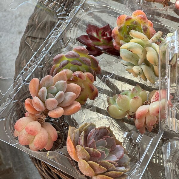 Random Mix DIY Rare Succulent Plants Live Pink Red Orange Green, 0.5-2 ...