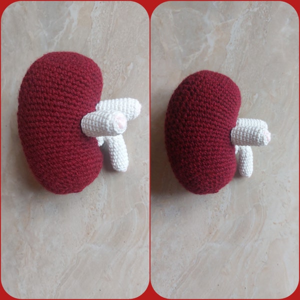 Anatomical Kidney Crochet Pattern! PATTERN ONLY Instant DOWNLOAD ...