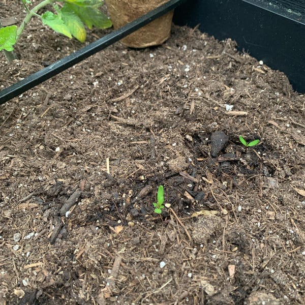 Three Sisters Seed Collection - Native American Farming - Corn, Bean ...