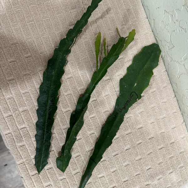 German Empress Epiphyllum 1 Cutting disocactus Phyllanthoides 6 8 ...