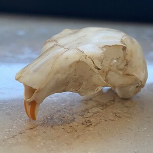 Real Horse Skeleton Named Terry. Complete. 25 Years Old Huge - Etsy