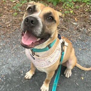 Boho Rainbow Dog Harness Cute Dog Harness & Leash Set Cute Dog Collar Boho Dog Collar XXS to ...