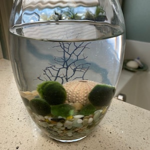 Large Java Moss Ball for Terrarium Planted Tank Live Aquarium ...