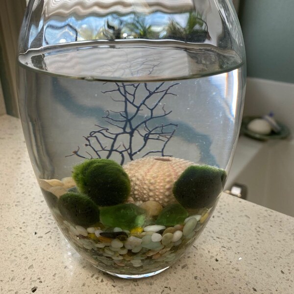 Large Java Moss Ball for Terrarium Planted Tank Live Aquarium ...