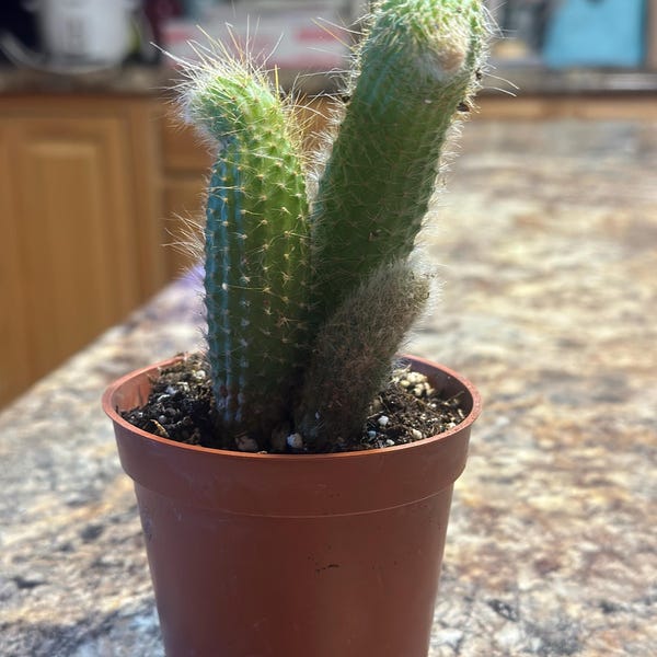 Rhipsalis Baccifera Subs. Horrida Mouse Tail Cactus 2 Inch Pot - Etsy