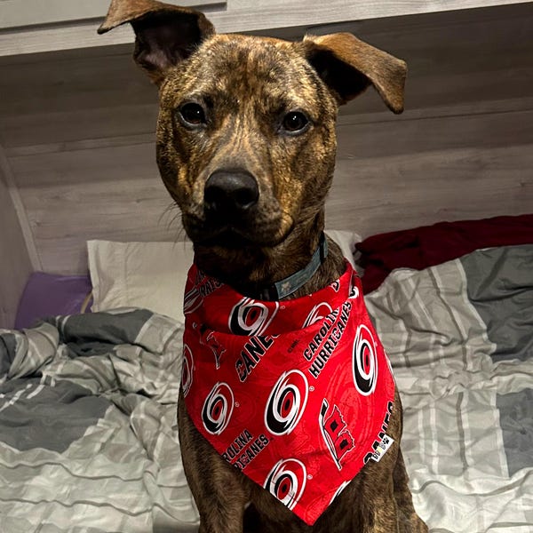 Cincinnati Reds Bandana / Cincinnati Reds / Dog Cat Bandana / Pet ...