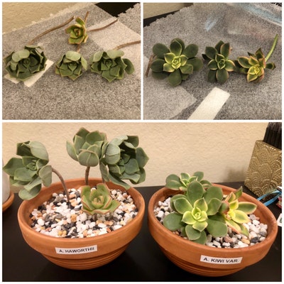 2 Cuttings Senecio Barbertonicus Lemon Bean Bush Succulent - Etsy