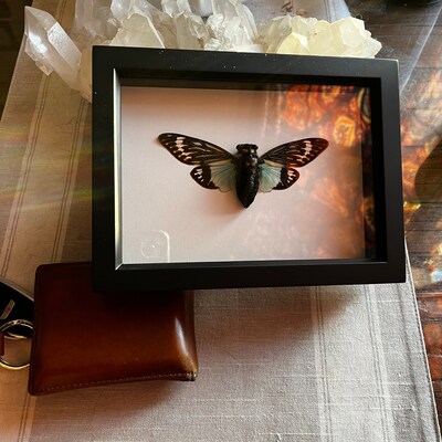 Preserved Scarab Beetle Anatomy Taxidermy Display - Etsy