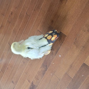 Guinea Pig Cavy Diaper With Bib / Collar Waterproof Designed - Etsy