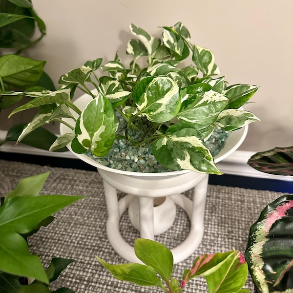 The FUNNEL Planter With Stand and Water Catch for Indoor House Plants ...