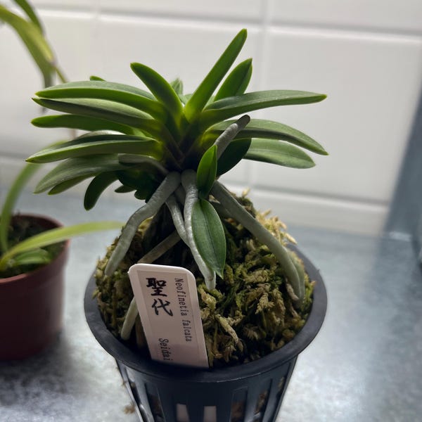Neofinetia Falcata Juyeong 朱影/orchid/vanda/fragrant/miniature - Etsy