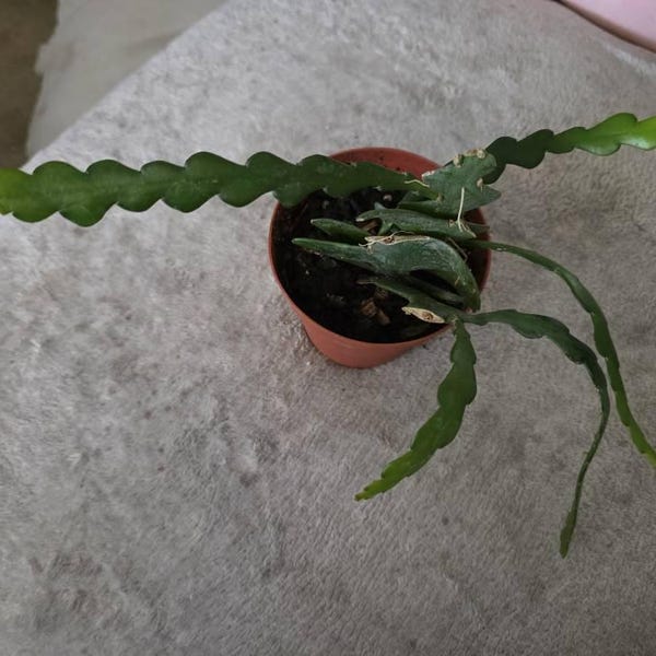 Marcus Pumpkin Avocado Tree , “cold Hardy” Grafted in 3 Gallons Pot, No ...