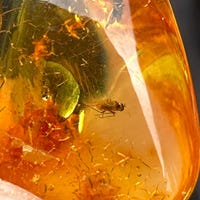 Großer Bernstein mit Insekteneinschluss, baltischer Bernstein mit ...