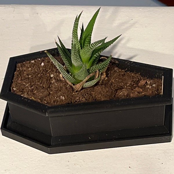 Coffin Mini Planter & Saucer, Goth Succulent Planter Decor, Indoor ...