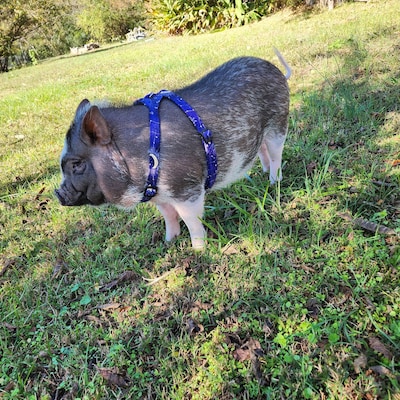 Flannel Mini Pig Harness You Choose Fabric - Etsy