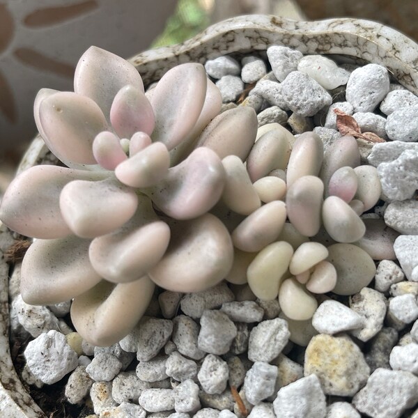 Graptopetalum Ellen Variegated-succulent - Etsy