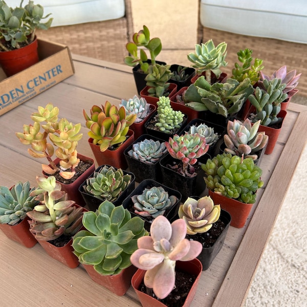 12 Succulents-sets - Etsy