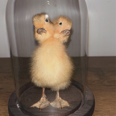 Taxidermy Baby Duckling Mounted in Glass Domespecial Gift for - Etsy