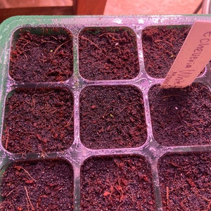 Lithops Aucampiae 'jackson's Jade' C395 10 Seeds - Etsy