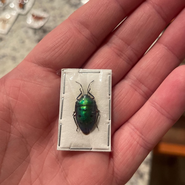 Jewel Bug, Calliphara Nobilis, Arthropoda, Entomology, Insects, Real ...
