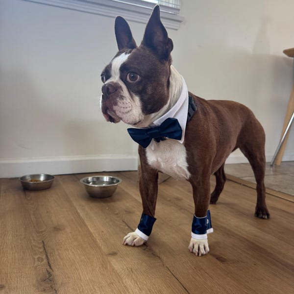 Dog Cuffs, Custom Dog Tuxedo Cuffs for Wedding, Dog Wedding Accessory ...