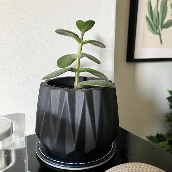 Concrete Planter | Indoor Planter | Plant Pot | Faceted Pot - Etsy