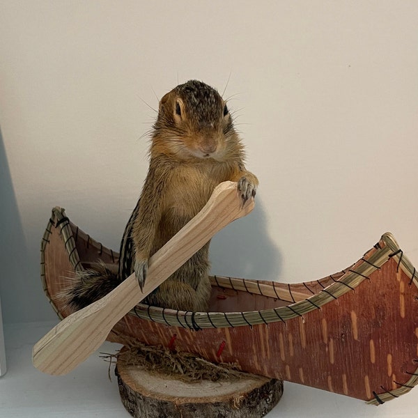 Bull Steer Cow Skull European Mount Taxidermy Texas Skeleton Bone ...