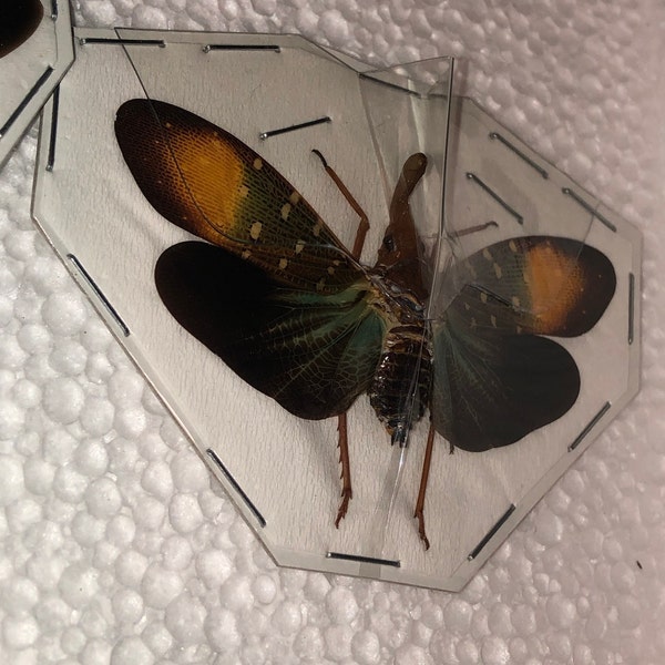 OVERSTOCK: Real Blue Lanternfly, Pyrops Gunjii - Etsy