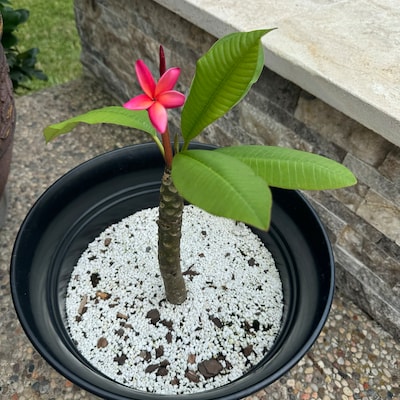 Sale Maui Hawaii Turmeric Olena 6pcs Either Grow It or Eat It : Organic ...