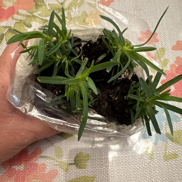 4 Lavandula Angustifolia 'lavance Deep Purple Lavender Starter ...