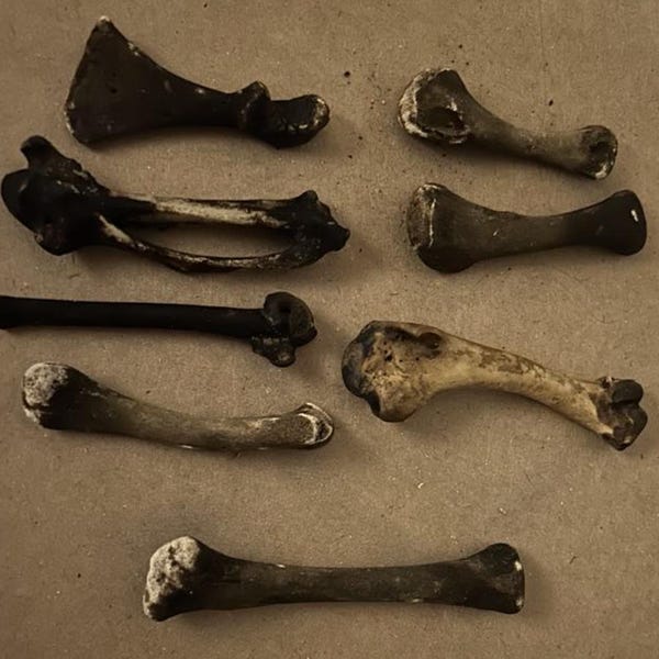 Rare! Black Rooster Bone Set for Divination - Throwing Bones - Bones ...