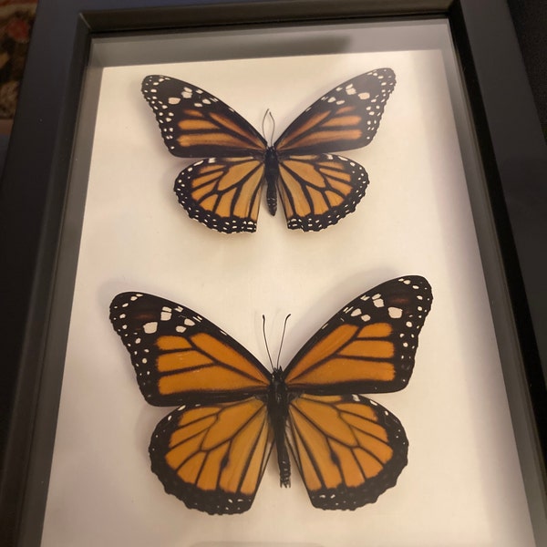Framed Monarch Male and Female Shadowbox Butterfly Display 6x8 - Etsy