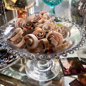 Purple Top Serpent Head Cowrie Seashells 3/4 1' 10 | Etsy