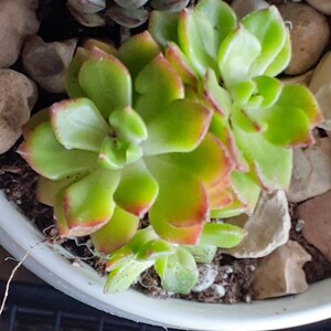 Imported Living Stone Lithops Succulent Plant - Etsy