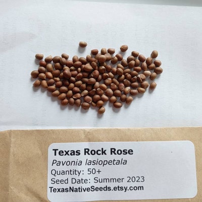 Water Primrose Texas Wildflower Seeds, Ludwigia Octovalvis. Sphinx Moth ...