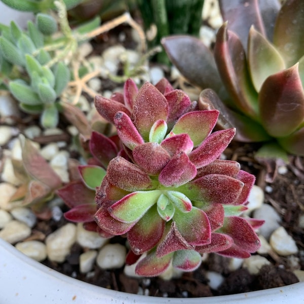 Rare Succulent: Echeveria Pulvinata - Ruby Slippers - Red Devotion ...