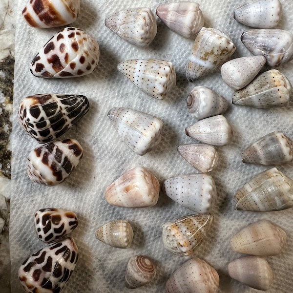 Momi Shell Bracelet Kahelelani Shell Bracelet Hawaiian Sunrise Shell ...