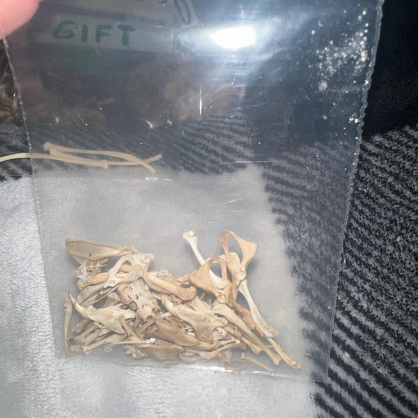 Deathtaxusa 78 SCRAPS Venomous Timber Rattlesnake Rattler Serpent Skin ...