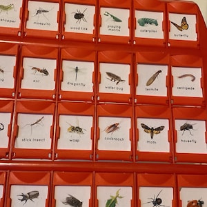 Bugs/ Insects Printable Guessing Game Insert Card Set - Etsy