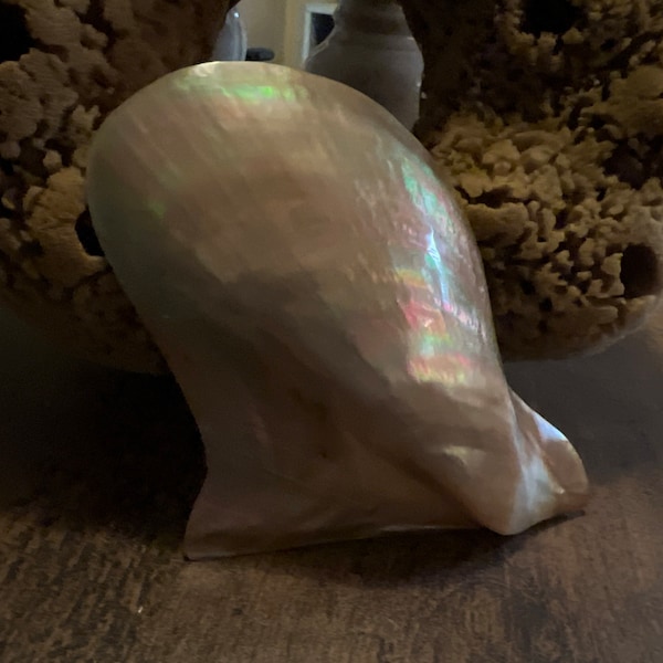 POLISHED WING OYSTER Shells 2.5-6" *you Choose Size* Jewelry Pendent ...