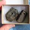 Excellent Fossilized Turtle Toe Bone Pleistocene 10000 24 - Etsy