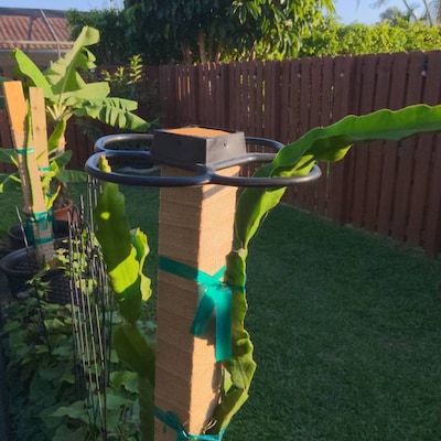 DRAGON TOWER Dragon Fruit Trellis for Potted Plant Support Stand ...