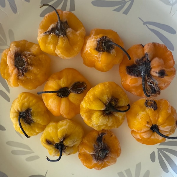 Whole Fresh Scotch Bonnet Peppers. Fresh Pods of Genuine Scotch Bonnets ...