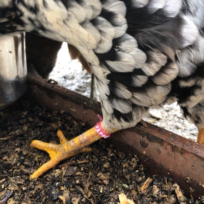 Chicken/bird Foot Tags - Etsy