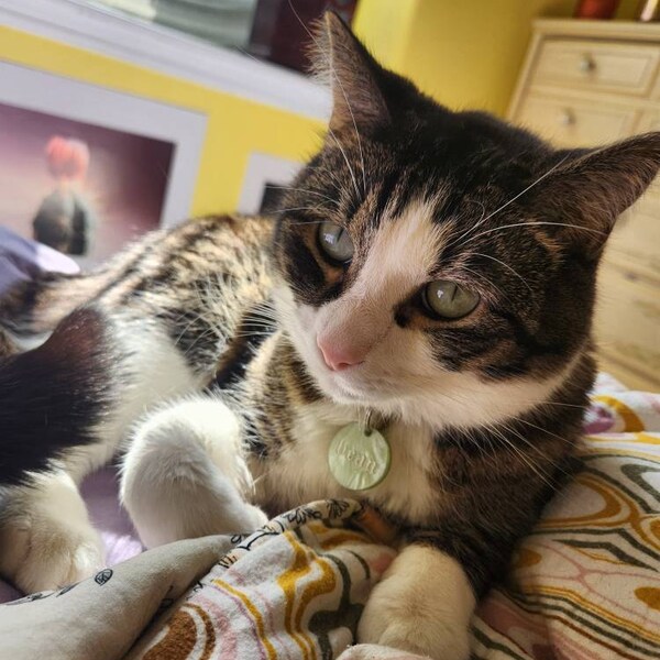 Acrylic Egg Pet Tag, Custom Egg Tag, Egg Pet ID, Fried Egg ID Tag - Etsy